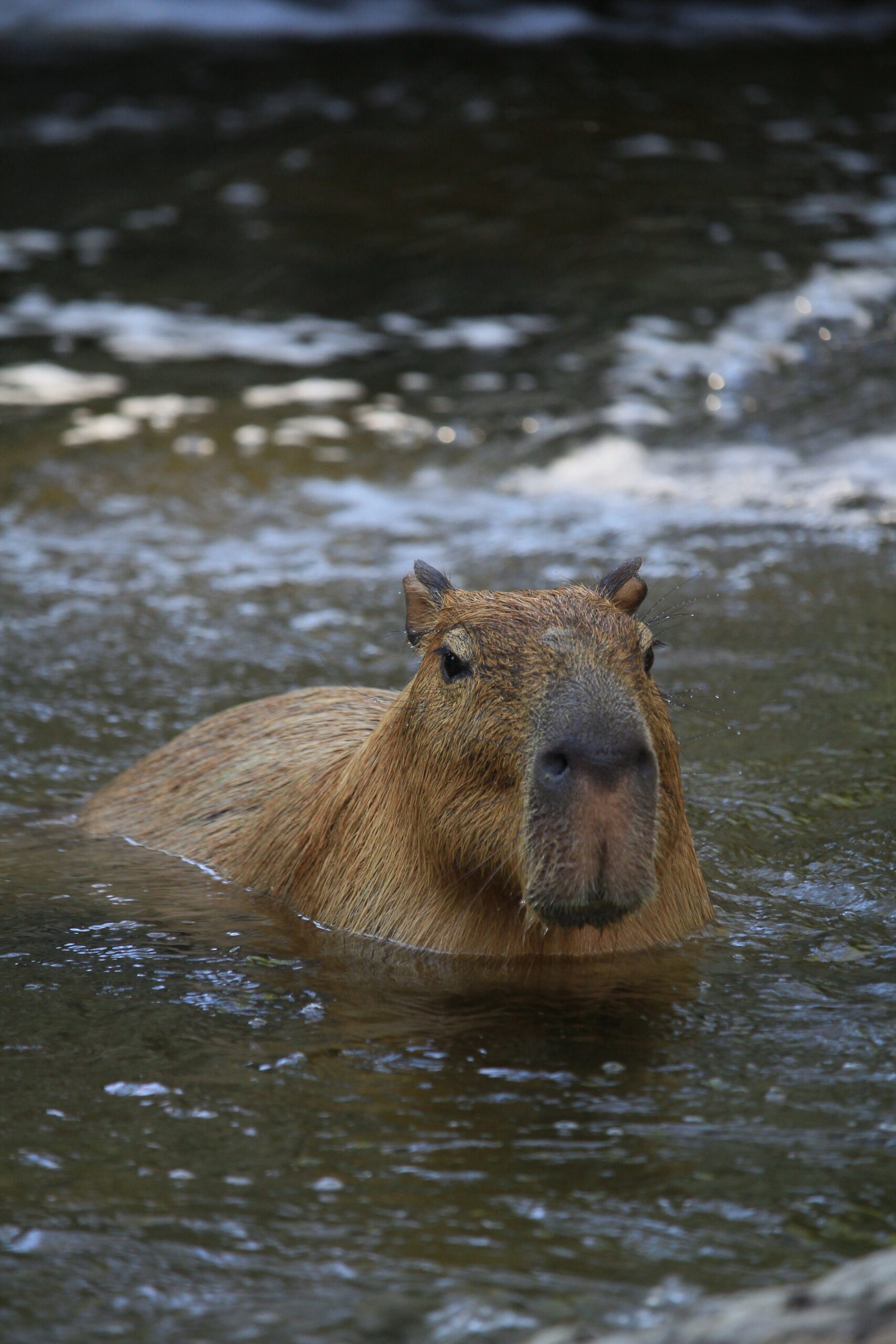 The Legality of Owning a Capybara as a Pet in the UK - Baby Capybara The Legality of Owning a Capybara as a Pet in the UK - Baby Capybara