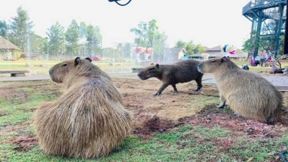 Exploring the Fascinating Capybara Life Cycle - Baby Capybara