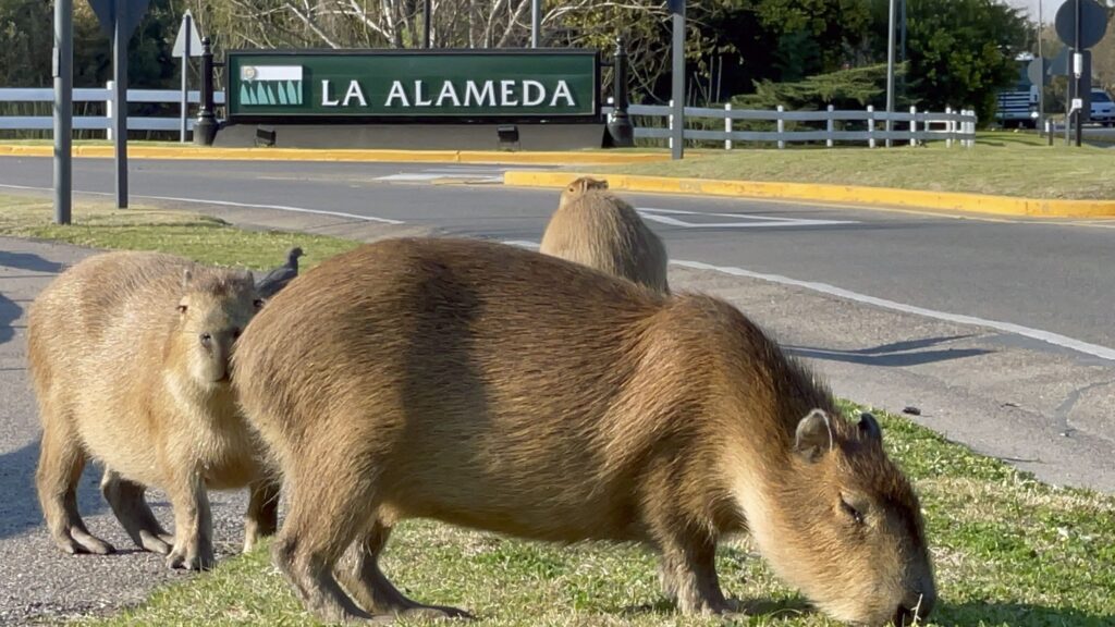 The Habitat of Capybaras in the Amazon Rainforest - Baby Capybara