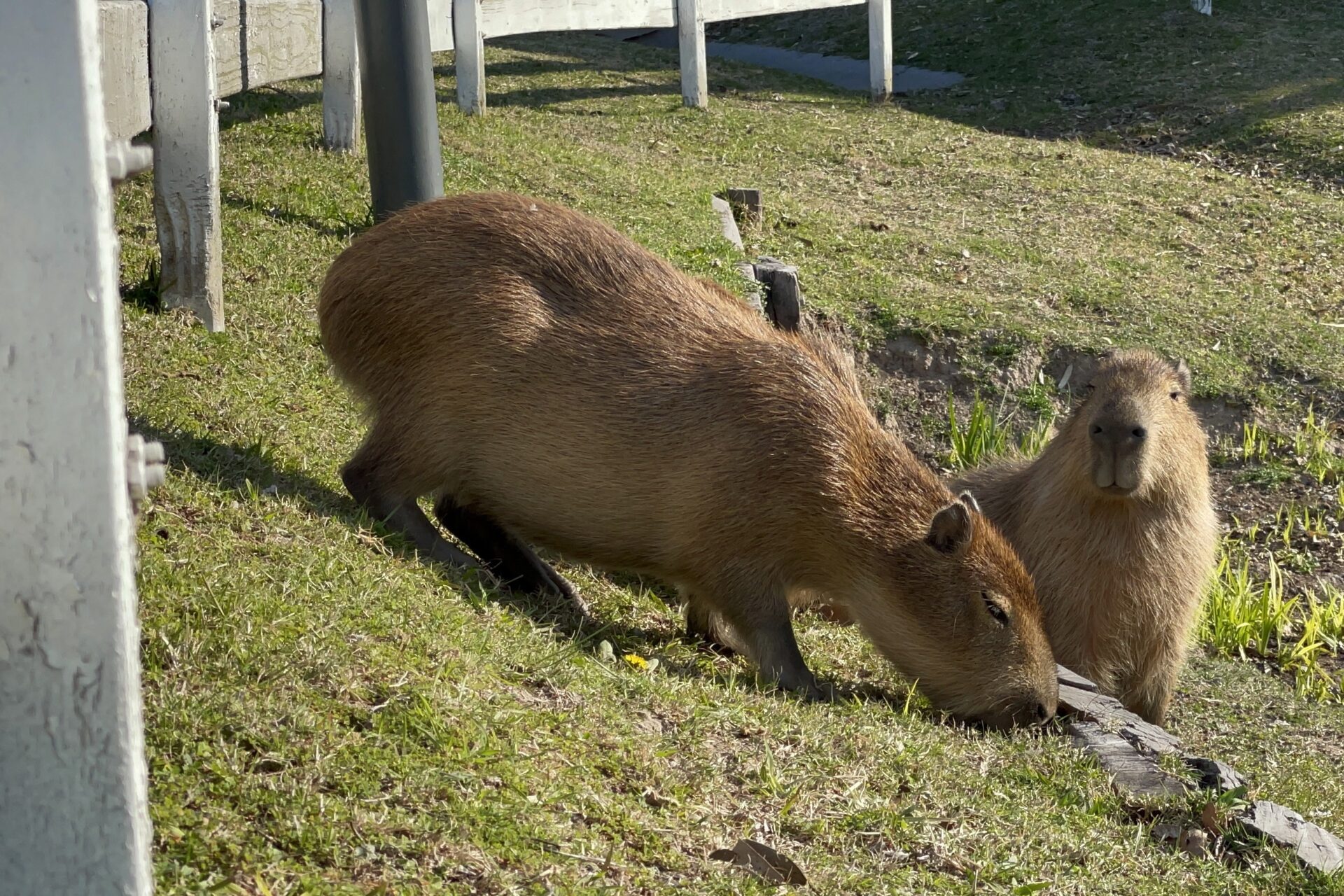 Is owning a capybara legal in your area? - Baby Capybara