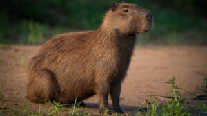 Capybara Citrus Hot Springs - Baby Capybara