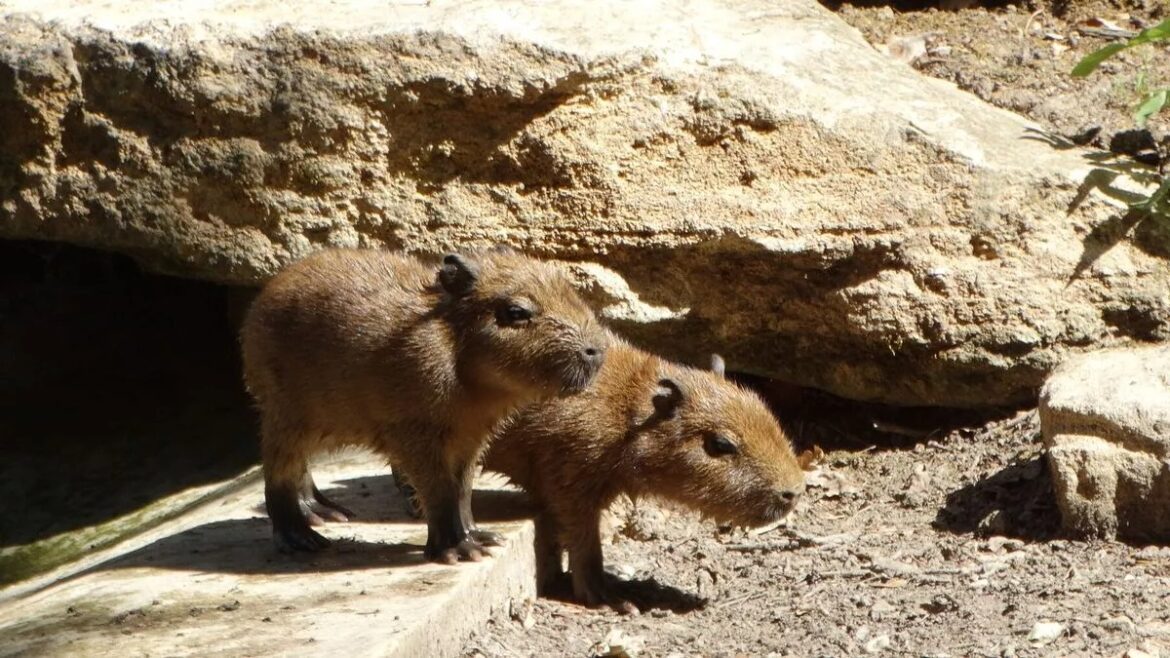 Understanding Capybara Self-Defense Mechanisms - Baby Capybara