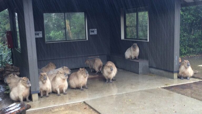 Understanding Capybara Self-Defense Mechanisms - Baby Capybara