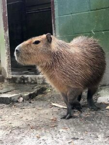 Understanding Capybara Self-Defense Mechanisms - Baby Capybara