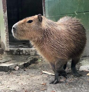 Cute Capybara Wallpaper 4K for Iphone, Ipad, Laptop, PC - Baby Capybara