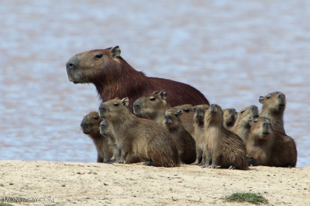 Where to Meet Capybaras Near Me - Baby Capybara