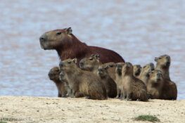 Uncovering the Truth: Are Capybaras Invading Our Ecosystems - Baby Capybara