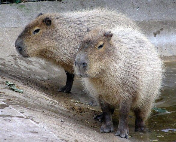 Discover the Fascinating World of National Capybara Day: Everything You ...