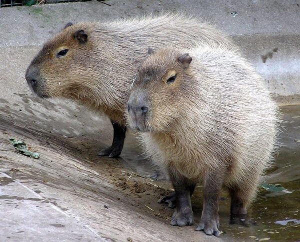 Where to Meet Capybaras Near Me - Baby Capybara