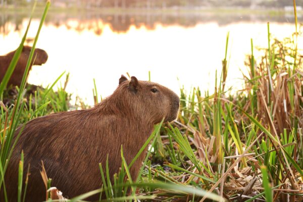 Discover the Surprising Truth About Capybaras in Texas: What You Need ...