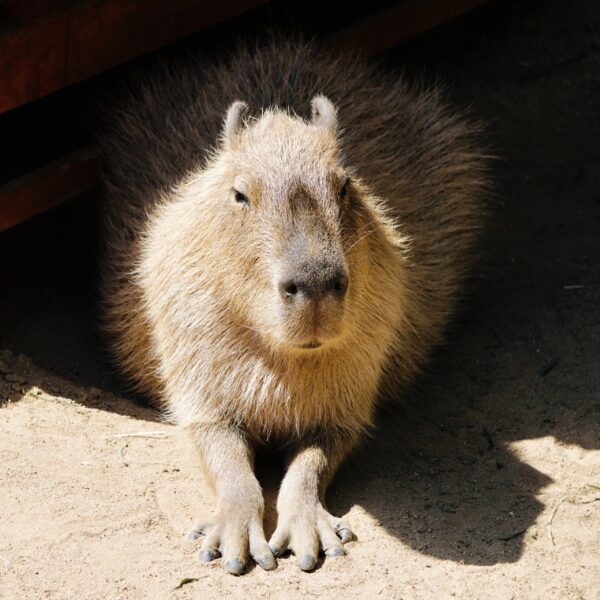 The Cost of Owning a Pet Capybara - Baby Capybara