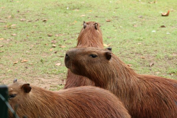 Capybara Adaptations: Surviving in the Rainforest - Baby Capybara