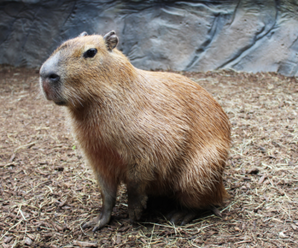 Discover the Delicious Diet of Capybaras: What Do These Adorable ...