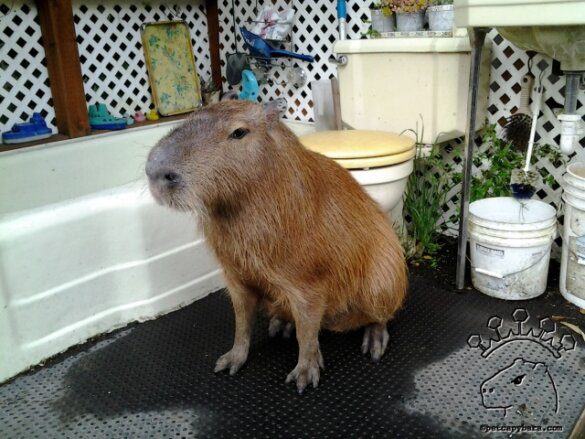 Discover Where You Can Legally Adopt a Capybara in the U.S.: The ...