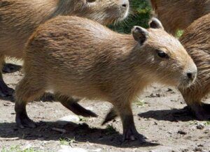 Capybara Petting Zoo Experience in Indiana - Baby Capybara