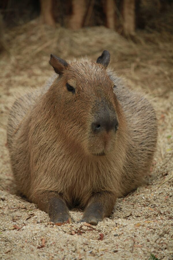 Unraveling the Capybara Craze: Why These Adorable Creatures Are Winning ...