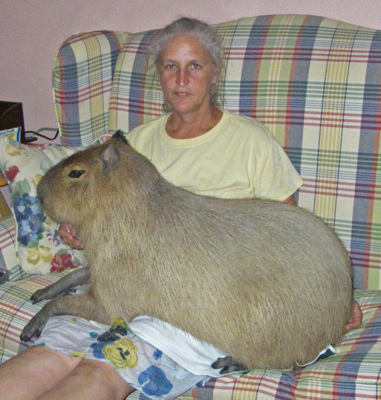 Capybara: A Fascinating Human Size Comparison - Baby Capybara