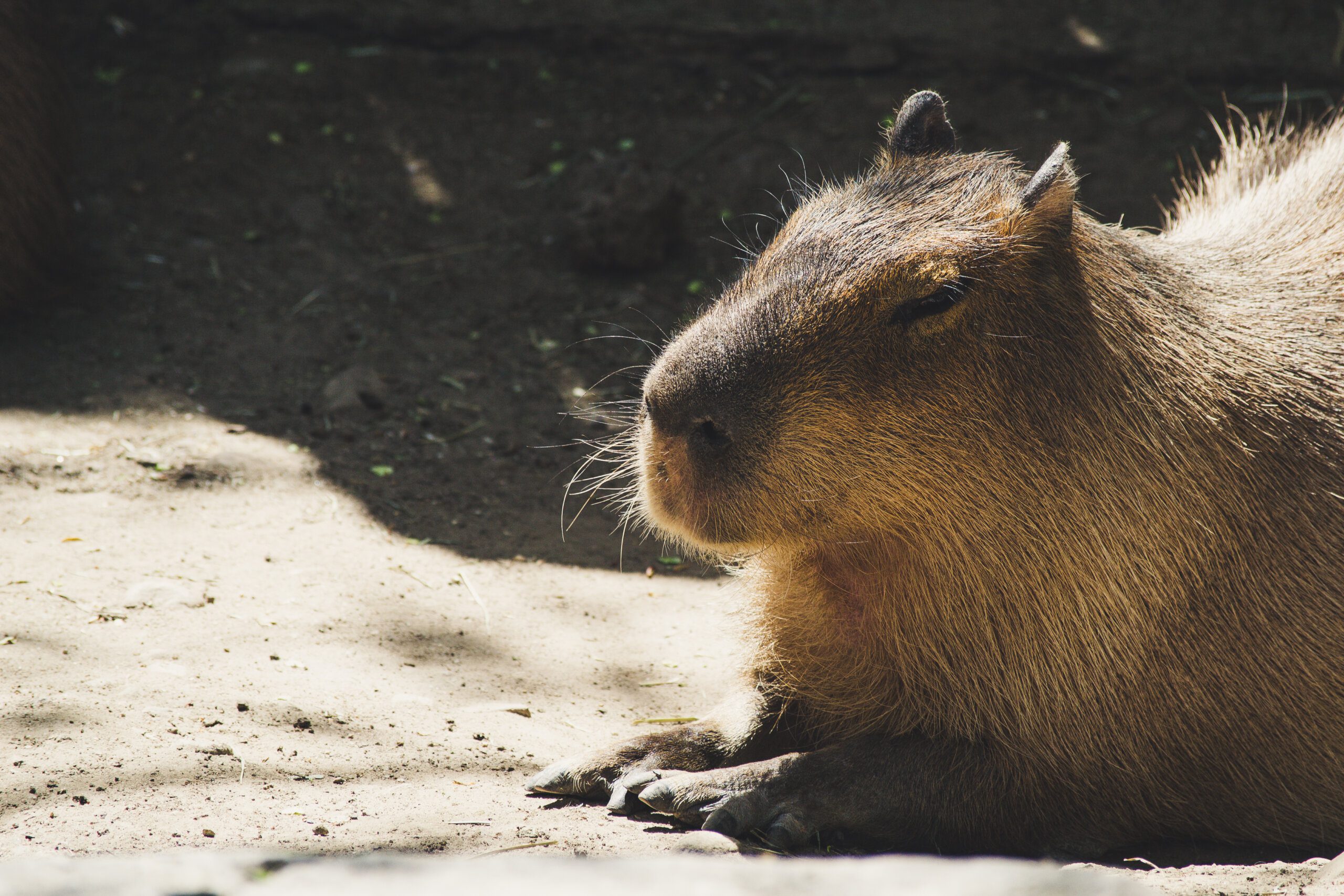 Best Places to See Capybaras Near Me - Baby Capybara