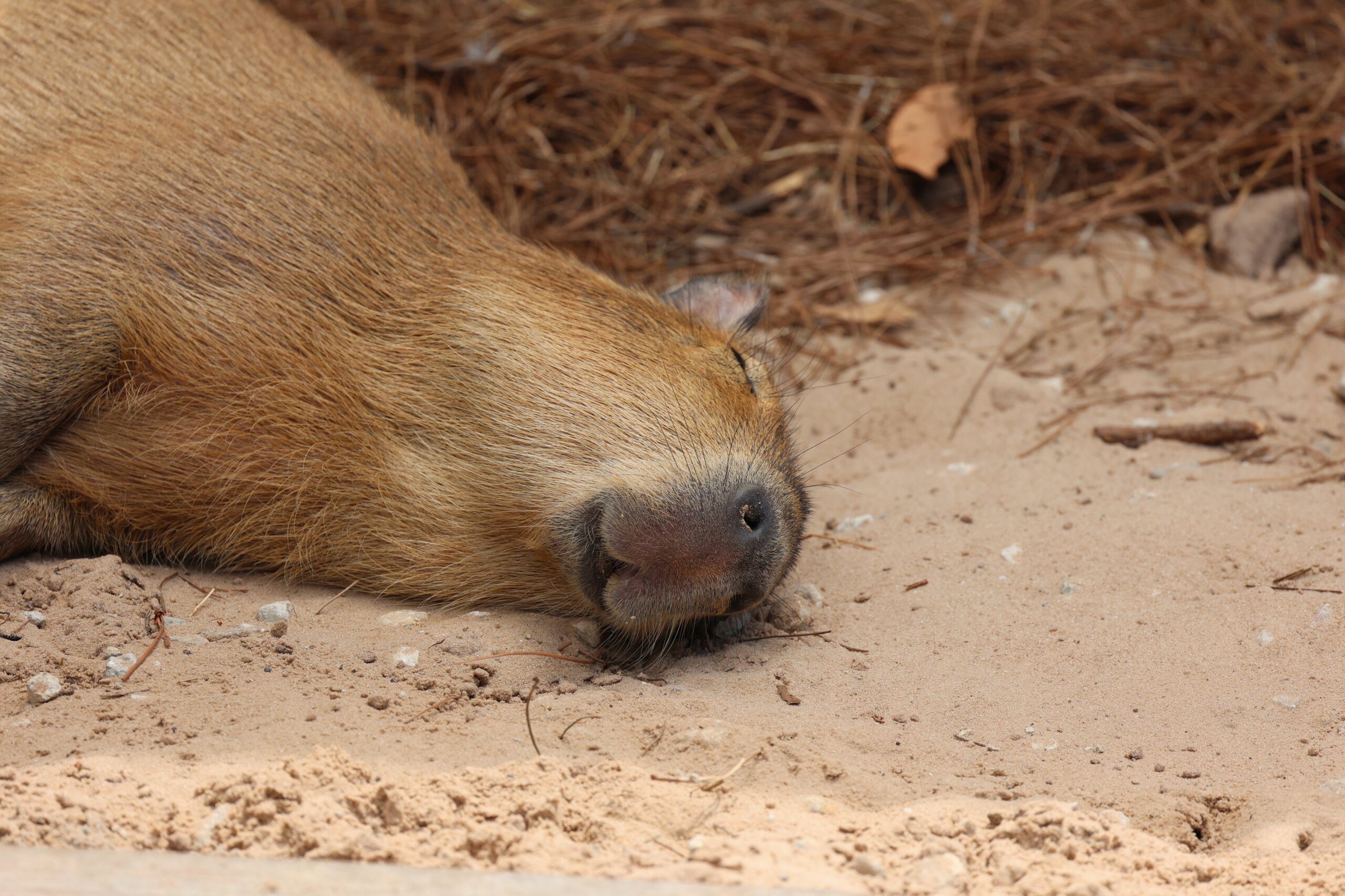 Are Capybaras Endangered? - Baby Capybara