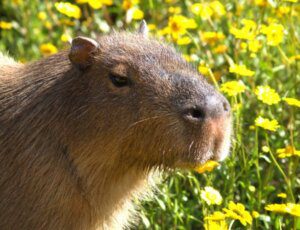 Tower of Capybaras - Baby Capybara