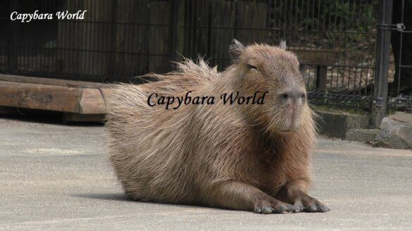 Unraveling the Mystery: Why Do Capybaras Hitch Rides on Crocodiles ...