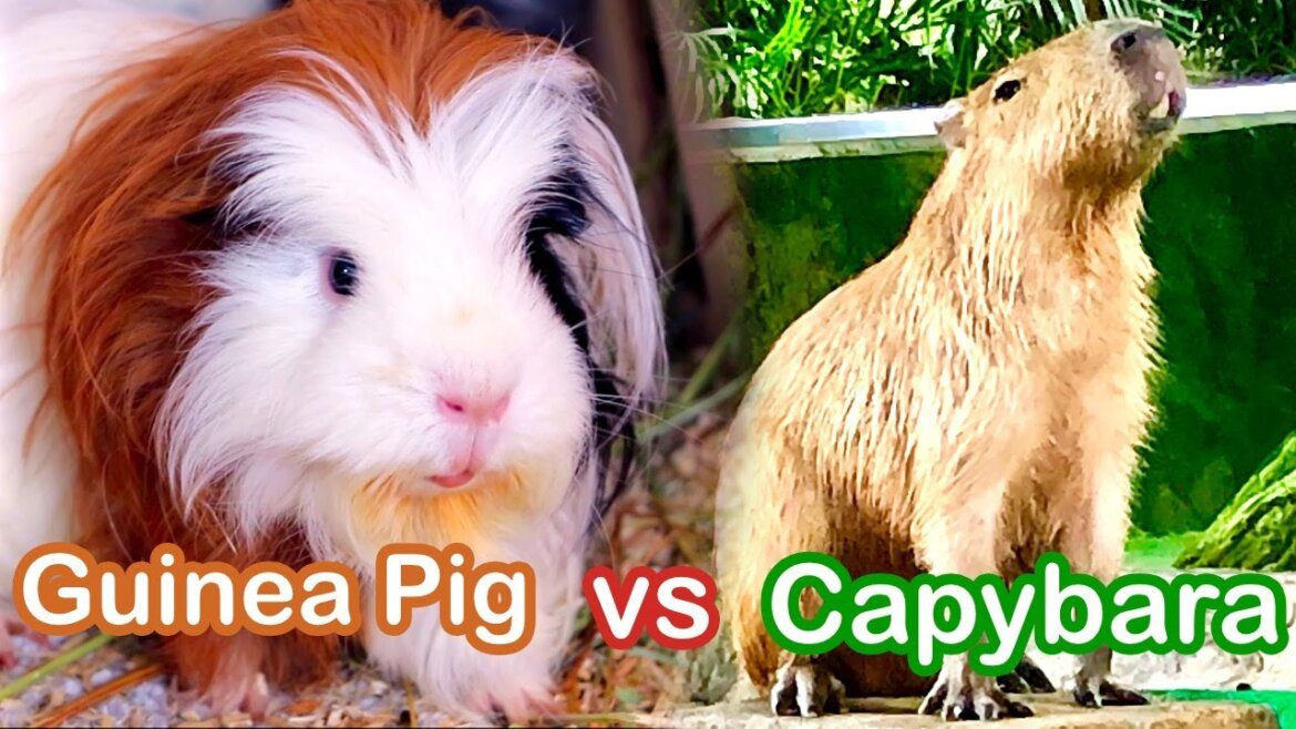 The Similarities and Differences Between Capybaras and Guinea Pigs ...