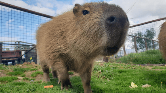 Where to Adopt a Capybara Near Me - Baby Capybara