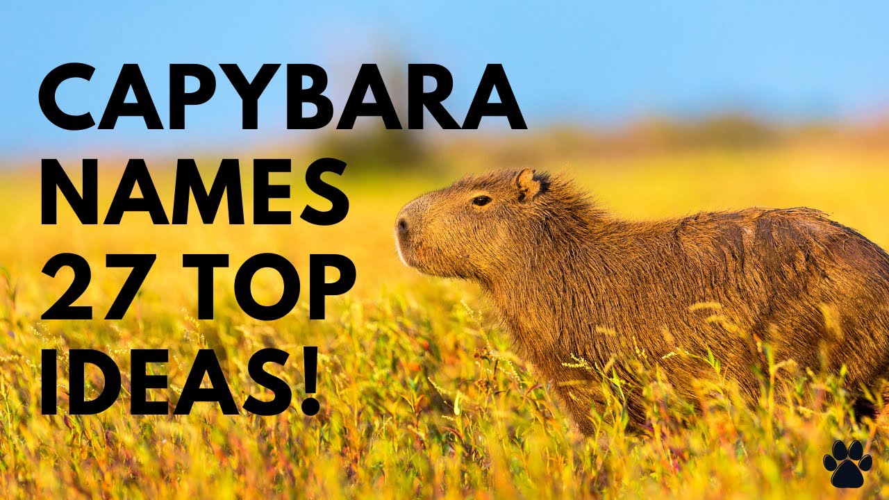 Cute and Creative Names for a Capybara - Baby Capybara