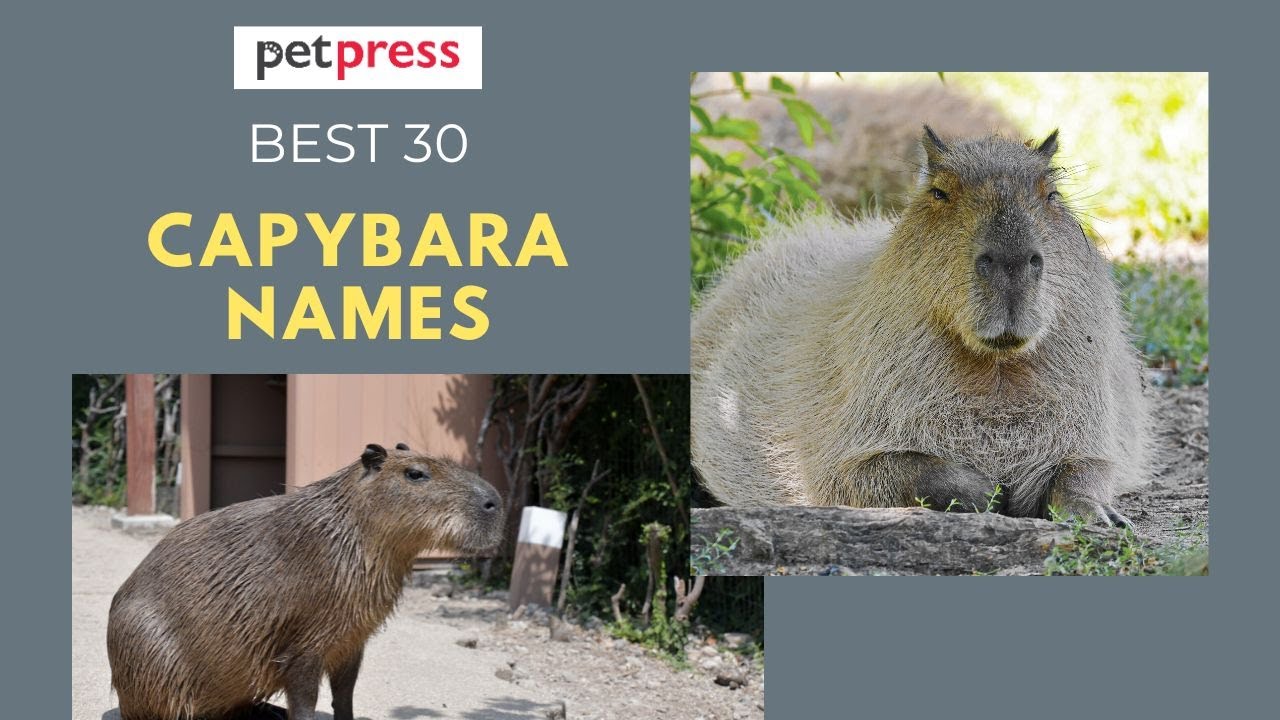 Cute and Creative Names for a Capybara - Baby Capybara