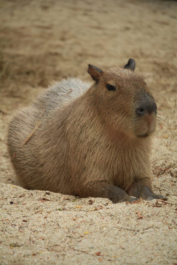 Adorable Capybara for Sale in Scotland - Baby Capybara