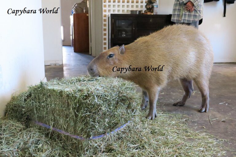 What is the Diet of Capybaras? - Baby Capybara