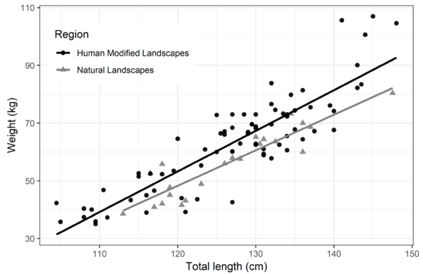 The Current Population of Capybaras - Baby Capybara