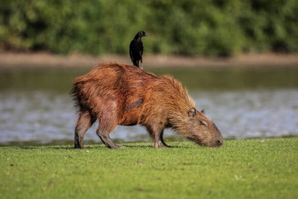 The Speed of Capybaras - Baby Capybara