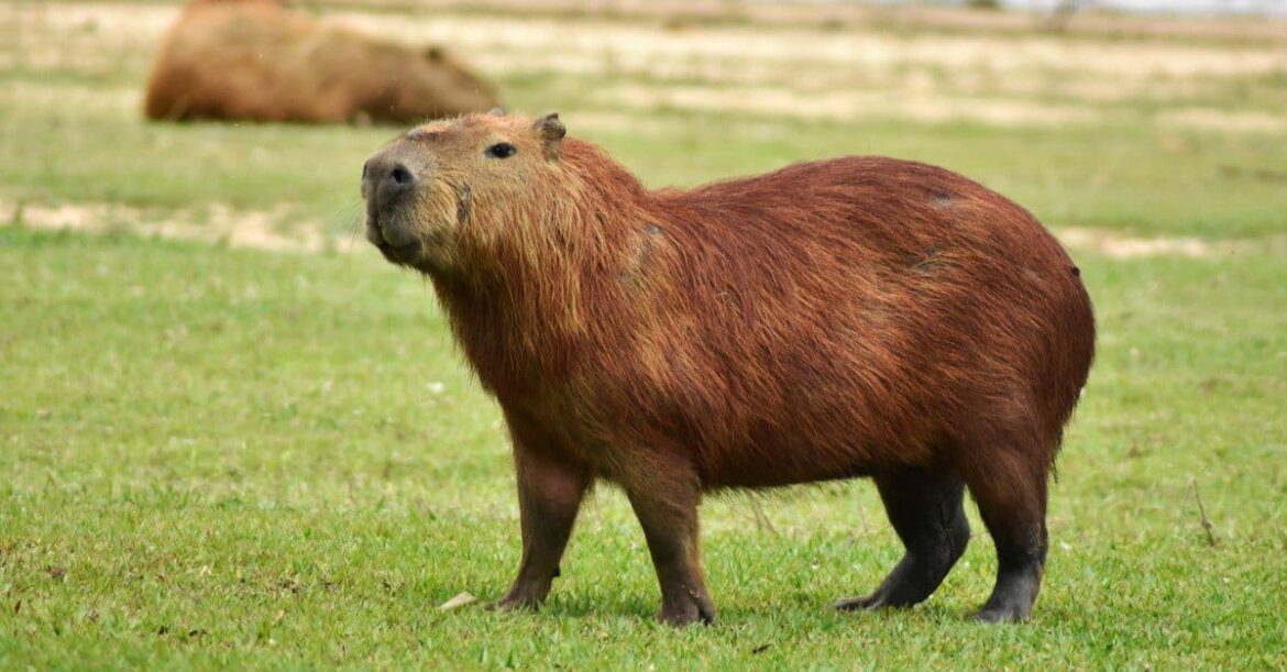 How to Buy a Capybara - Baby Capybara