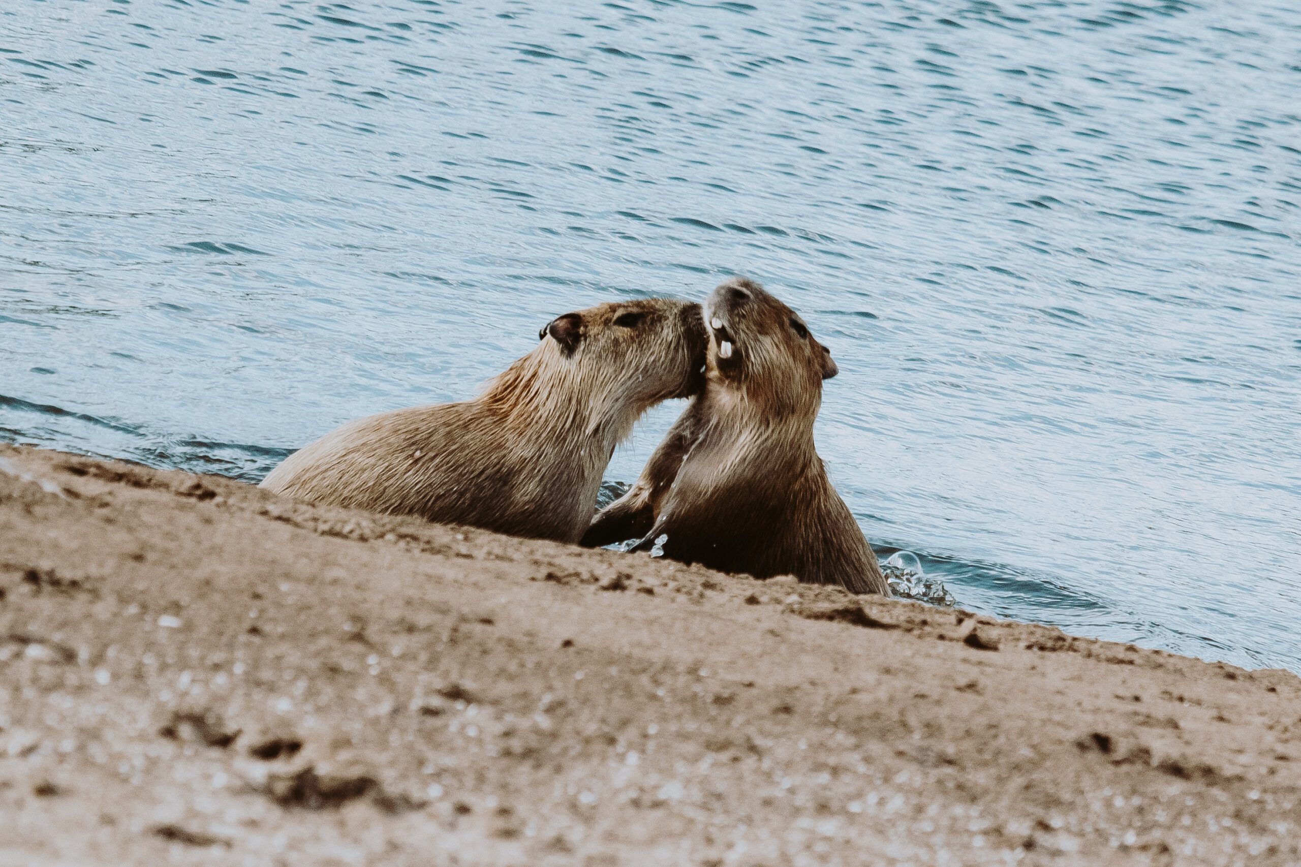 Does Twycross Zoo have Capybaras - Baby Capybara