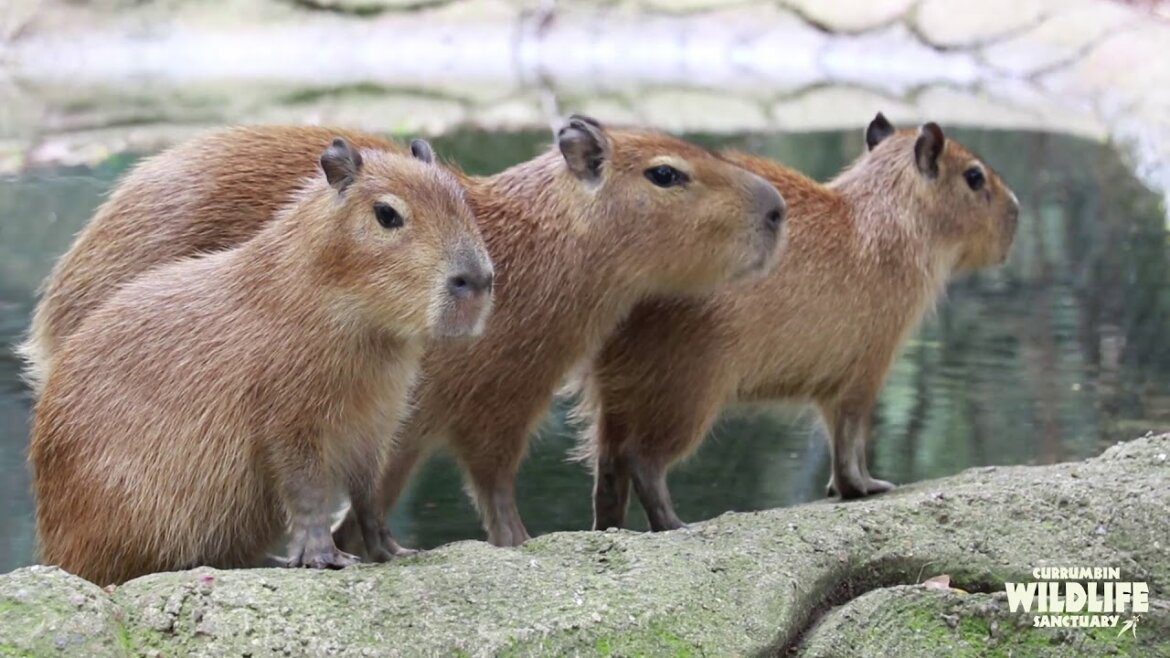 Top 10 Things Capybaras Like - Baby Capybara