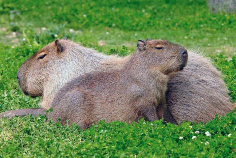 Top UK Zoos with Capybaras - Baby Capybara