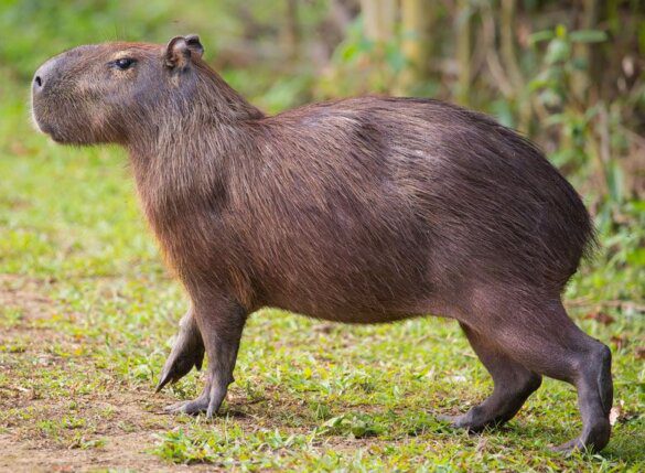Hydrochoerus hydrochaeris: The Scientific Name of the Capybara - Baby ...