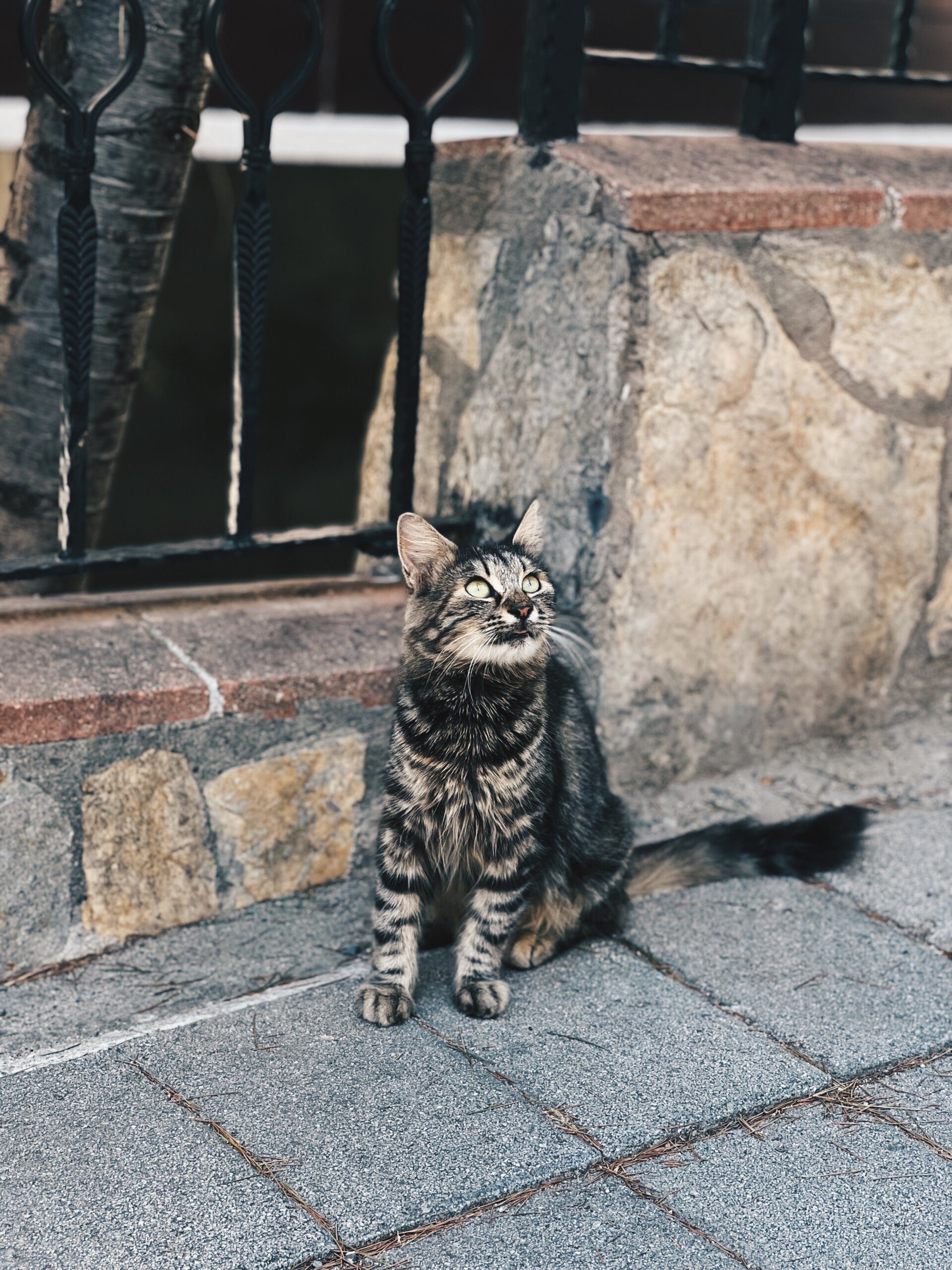 The Ultimate Pet Simulation Experience - Baby Capybara