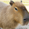 Find the Perfect Live Capybara for Sale - Baby Capybara