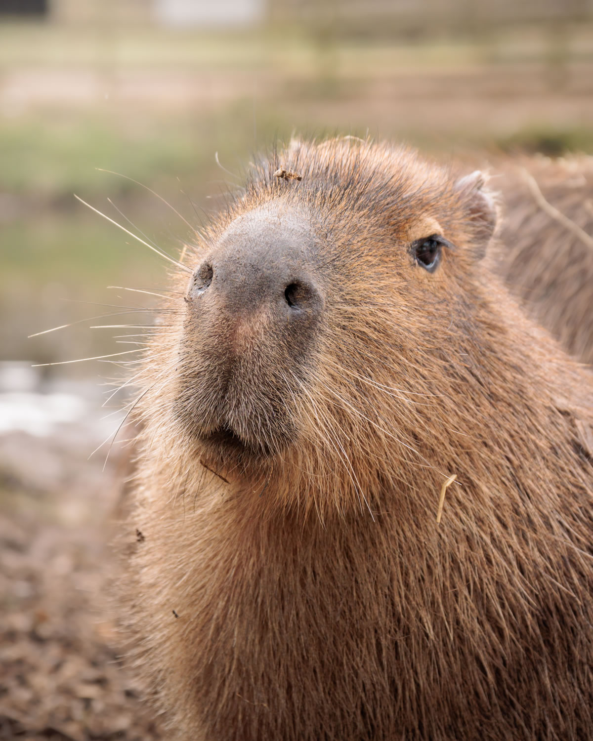 Exploring Jimmy's Farm: The Fascinating World of Capybara - Baby Capybara