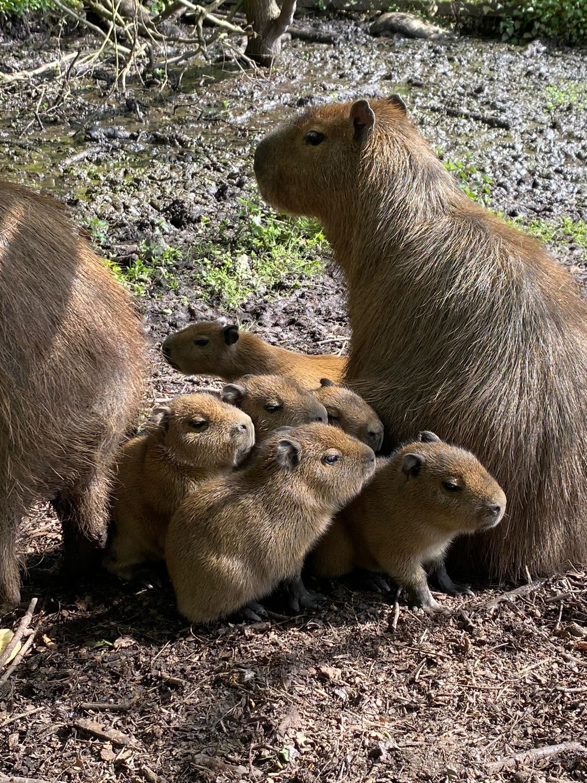 Exploring Jimmy's Farm: The Fascinating World of Capybara - Baby Capybara
