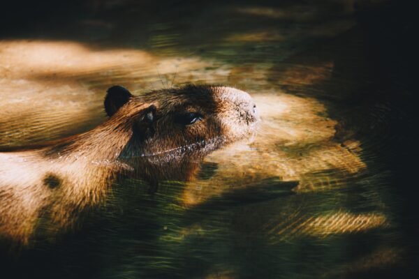 The Capybara's Roblox ID Image - Baby Capybara