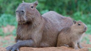 The Cost of Adopting a Capybara - Baby Capybara