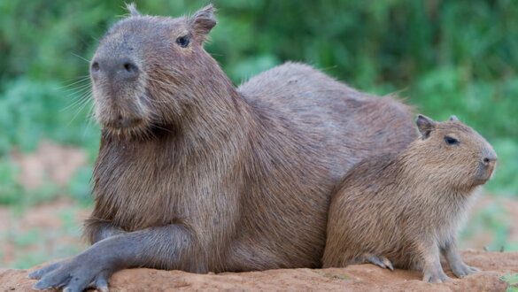 The Cost of Adopting a Capybara - Baby Capybara