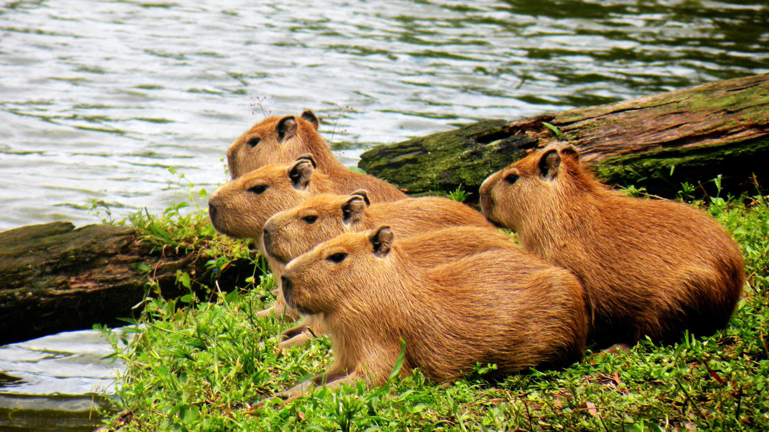 Where to Find Capybaras in Their Natural Habitat - Baby Capybara