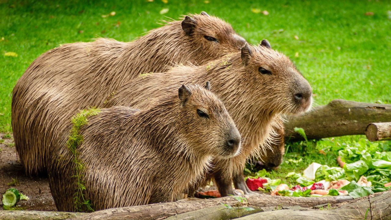 Where to Find Capybaras in Their Natural Habitat - Baby Capybara