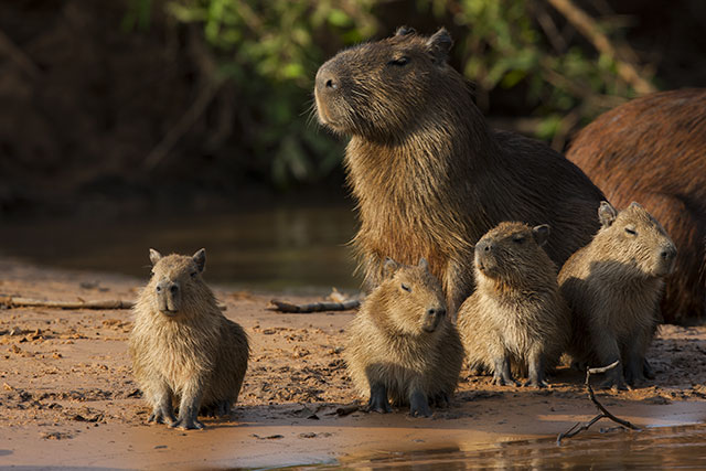 Best Places to Spot Capybaras - Baby Capybara