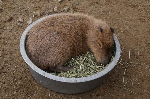 Is owning a capybara legal in Maryland? - Baby Capybara