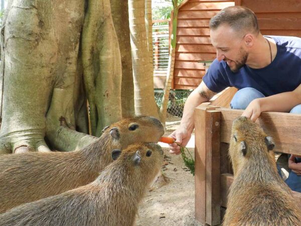 Best Places to Pet a Capybara Near Me - Baby Capybara